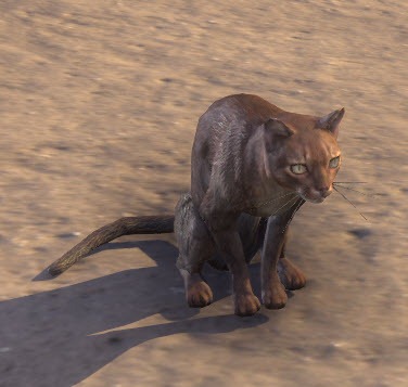 ESO Fashion | Abecean Ratter Cat