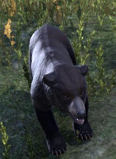 ESO Fashion | Black Bear Cub (Elder Scrolls Online)