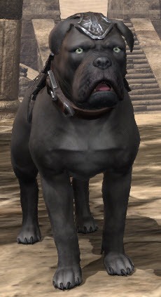 ESO Fashion | Alliance War Dog (Daggerfall Covenant) (Elder Scrolls Online)