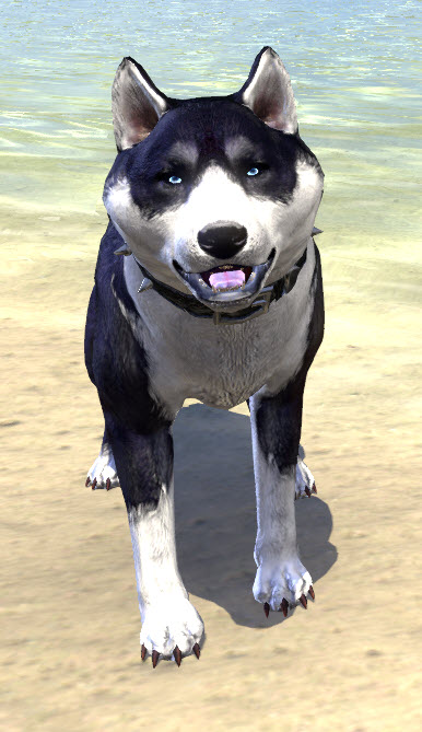 ESO Fashion | Black Mask Bear-Dog (Elder Scrolls Online)