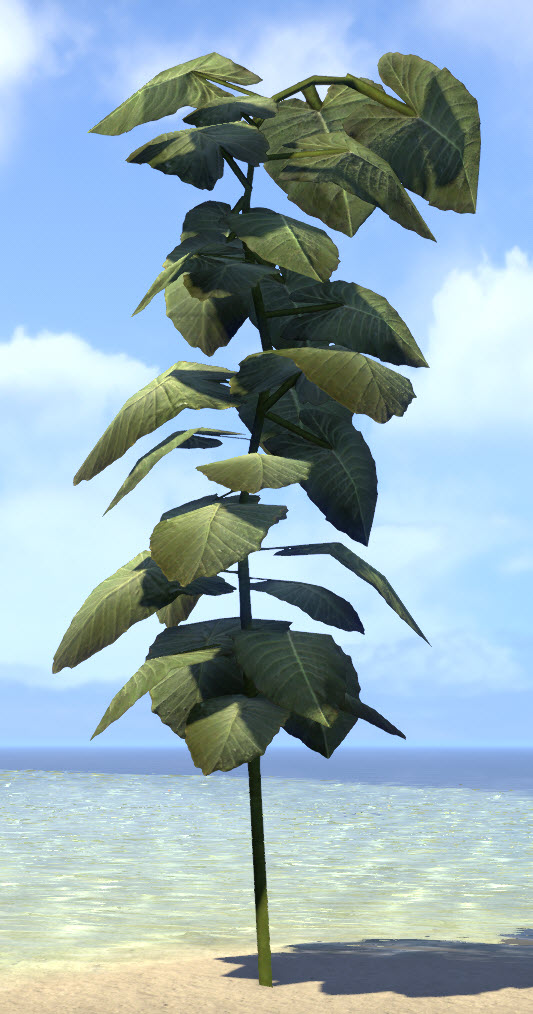 ESO Fashion | Plant, Towering Mammoth Ear (Elder Scrolls Online)