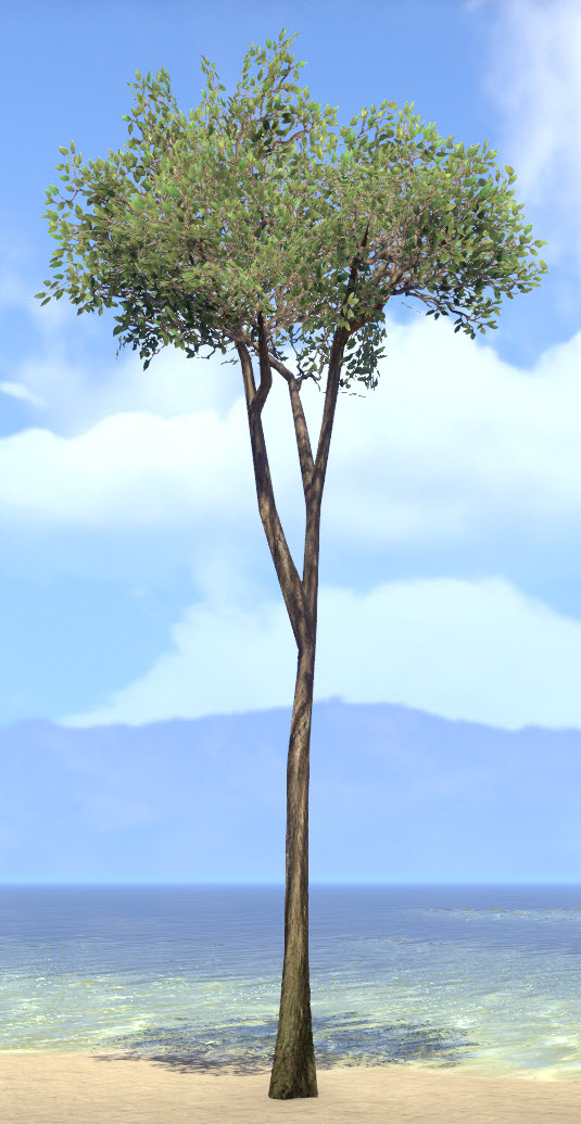 ESO Fashion | Sapling, Lanky Ash (Elder Scrolls Online)