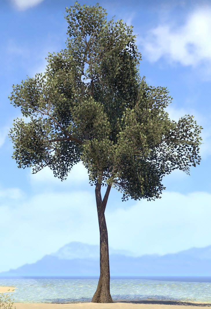 ESO Fashion | Sapling, Tall Scrub (Elder Scrolls Online)