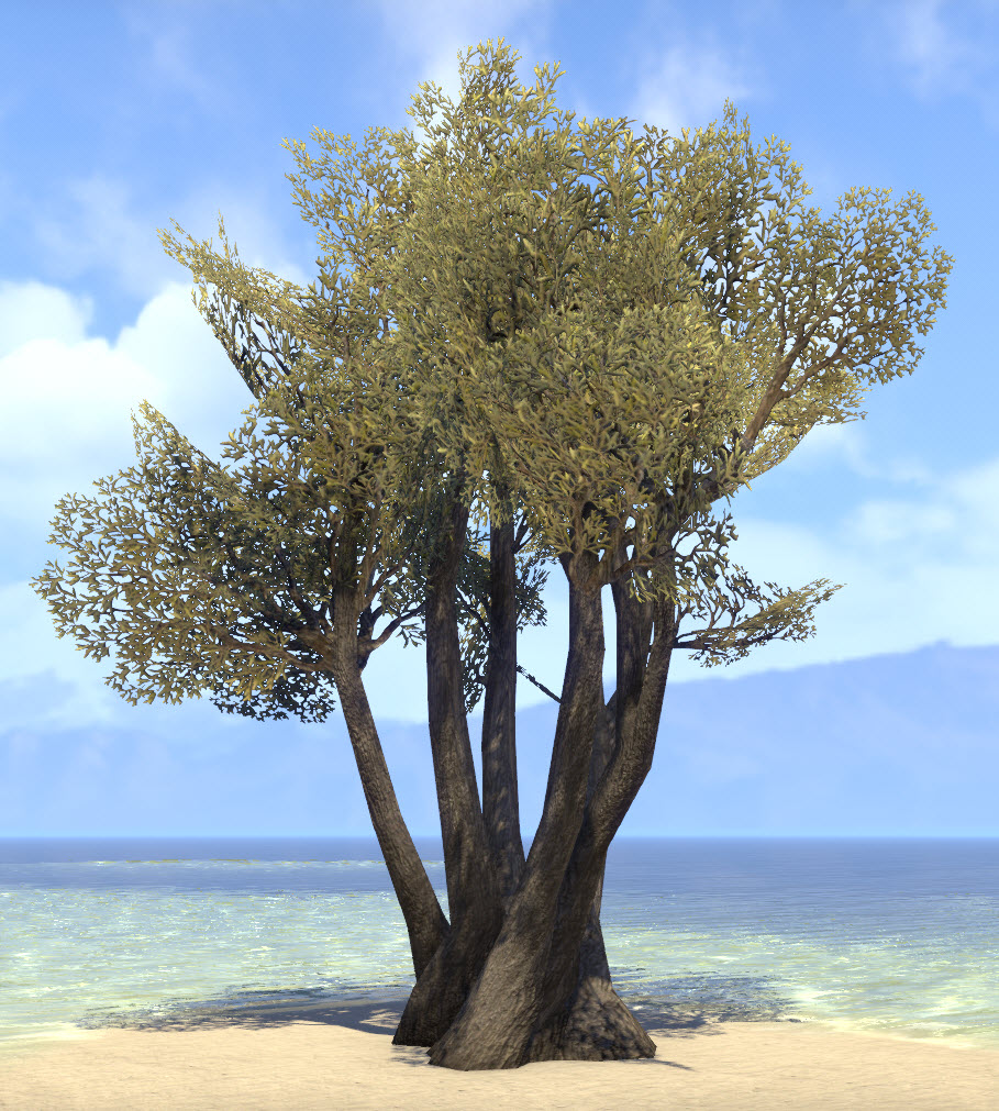 ESO Fashion | Tree, Healthy Privet (Elder Scrolls Online)