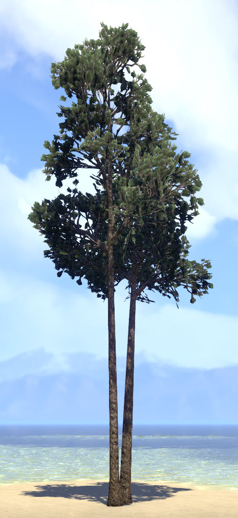 ESO Fashion | Trees, Paired Evergreens (Elder Scrolls Online)