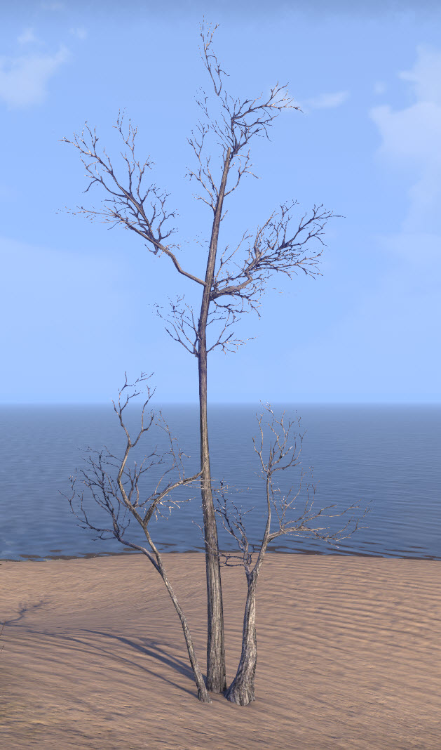 ESO Fashion | Sapling, Withered Thicket (Elder Scrolls Online)