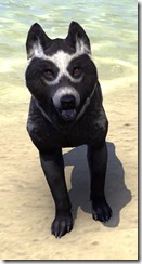 ESO Fashion | Shadowghost Pack Wolf (Elder Scrolls Online)