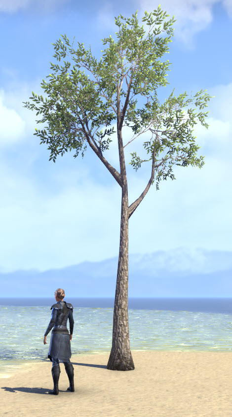 ESO Fashion | Sapling, Young Shade (Elder Scrolls Online)