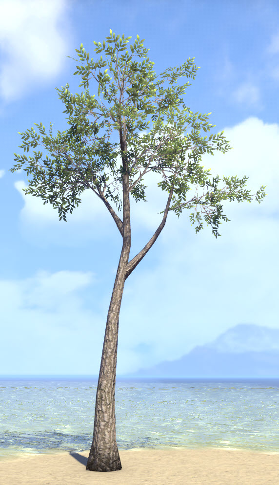 ESO Fashion | Sapling, Young Shade (Elder Scrolls Online)