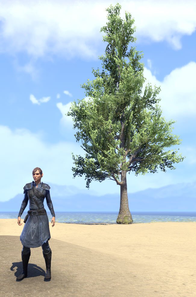 ESO Fashion | Tree, Gingko (Elder Scrolls Online)