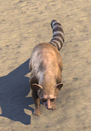 ESO Fashion | Alinor Ringtail (Elder Scrolls Online)