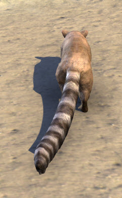 ESO Fashion | Alinor Ringtail (Elder Scrolls Online)