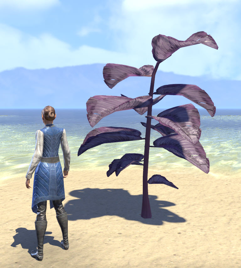 ESO Fashion | Plant, Purple Spadeleaf (Elder Scrolls Online)