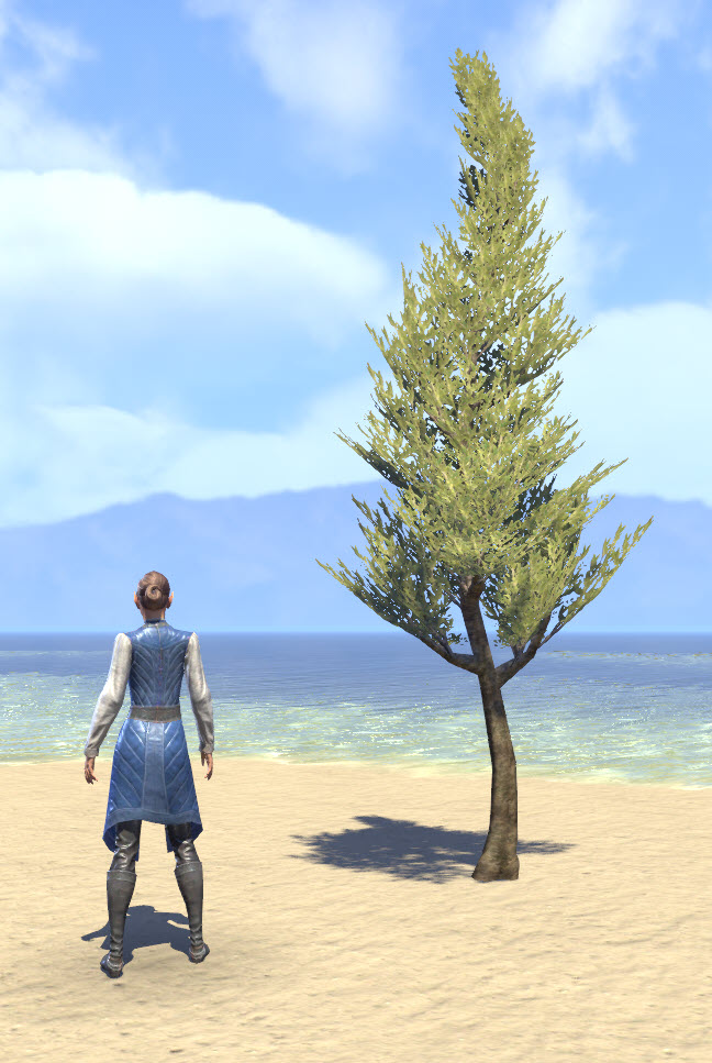 ESO Fashion | Tree, Marsh Cypress (Elder Scrolls Online)