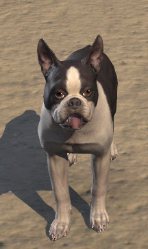 ESO Fashion | Breton Terrier (Elder Scrolls Online)