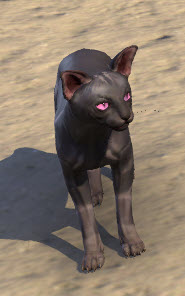 ESO Fashion | Tu'whacca's Sphynx Cat (Elder Scrolls Online)