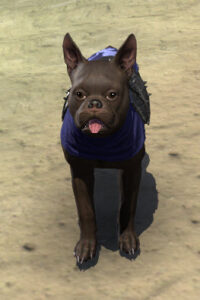 ESO Fashion | Covenant Breton Terrier (Elder Scrolls Online)