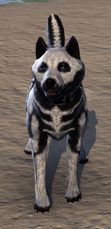 ESO Fashion | Witch-Tamed Bear-Dog (Elder Scrolls Online)