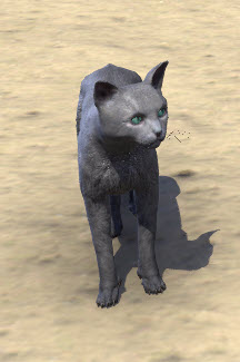 ESO Fashion | Silver-Gray Mouser Cat (Elder Scrolls Online)