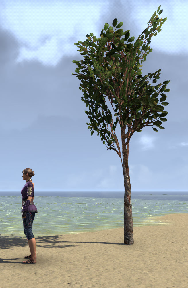 ESO Fashion | Sapling, Galen Beech (Elder Scrolls Online)