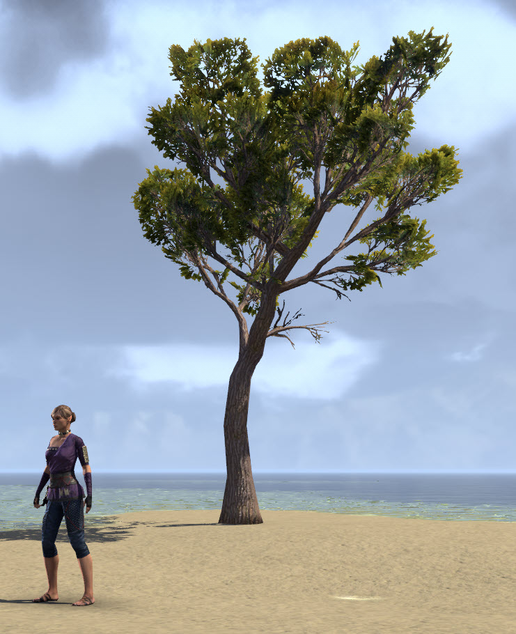 ESO Fashion | Tree, Large Galen Pine (Elder Scrolls Online)