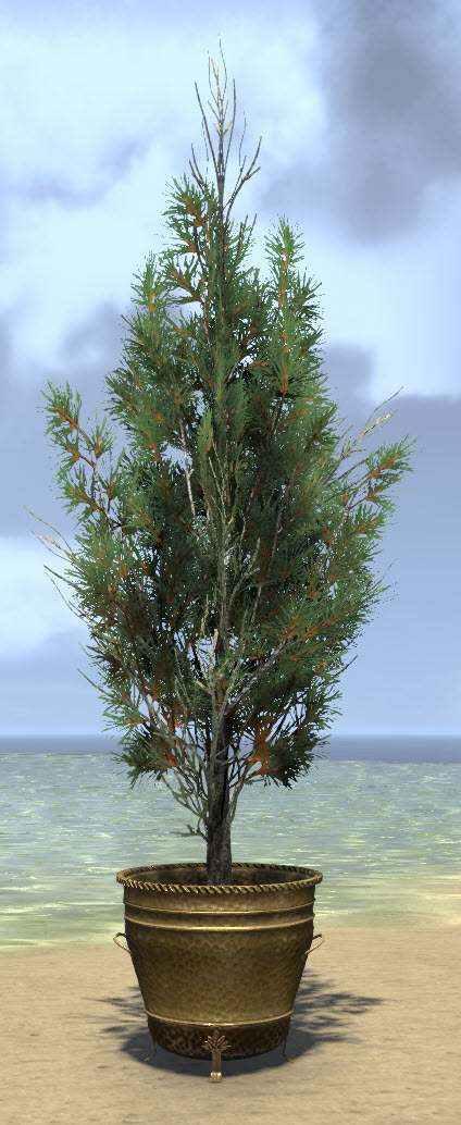 ESO Fashion | Potted Tree, Systres Pine (Elder Scrolls Online)